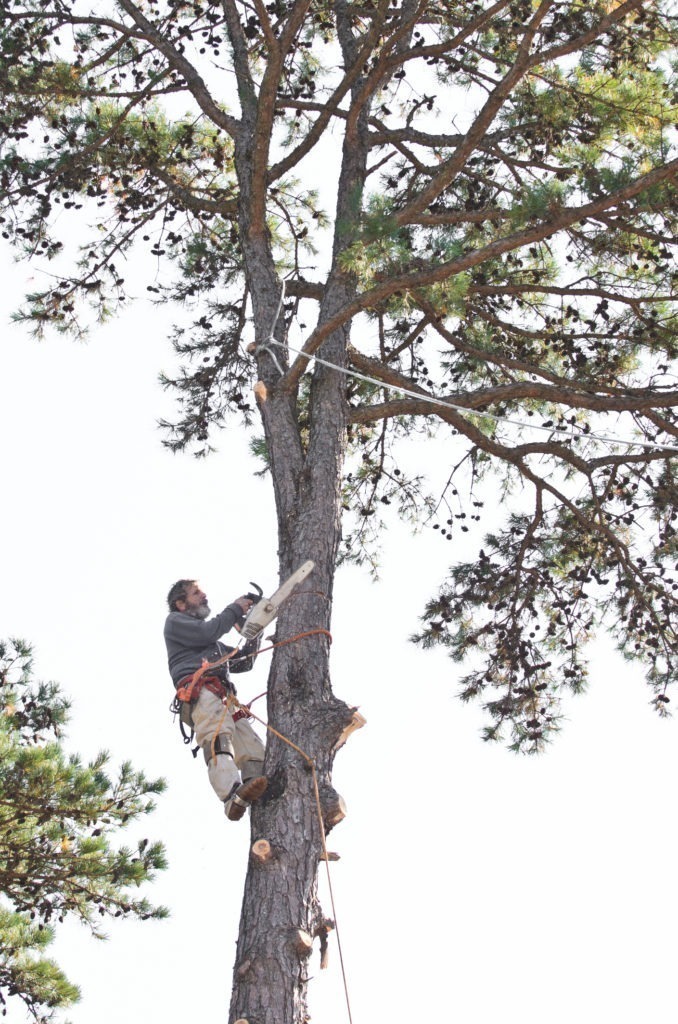 Tree Topping | Frank's Lawn & Tree Service
